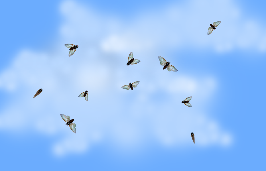 Flying Bugz Screen Saver | Skyrocket Software